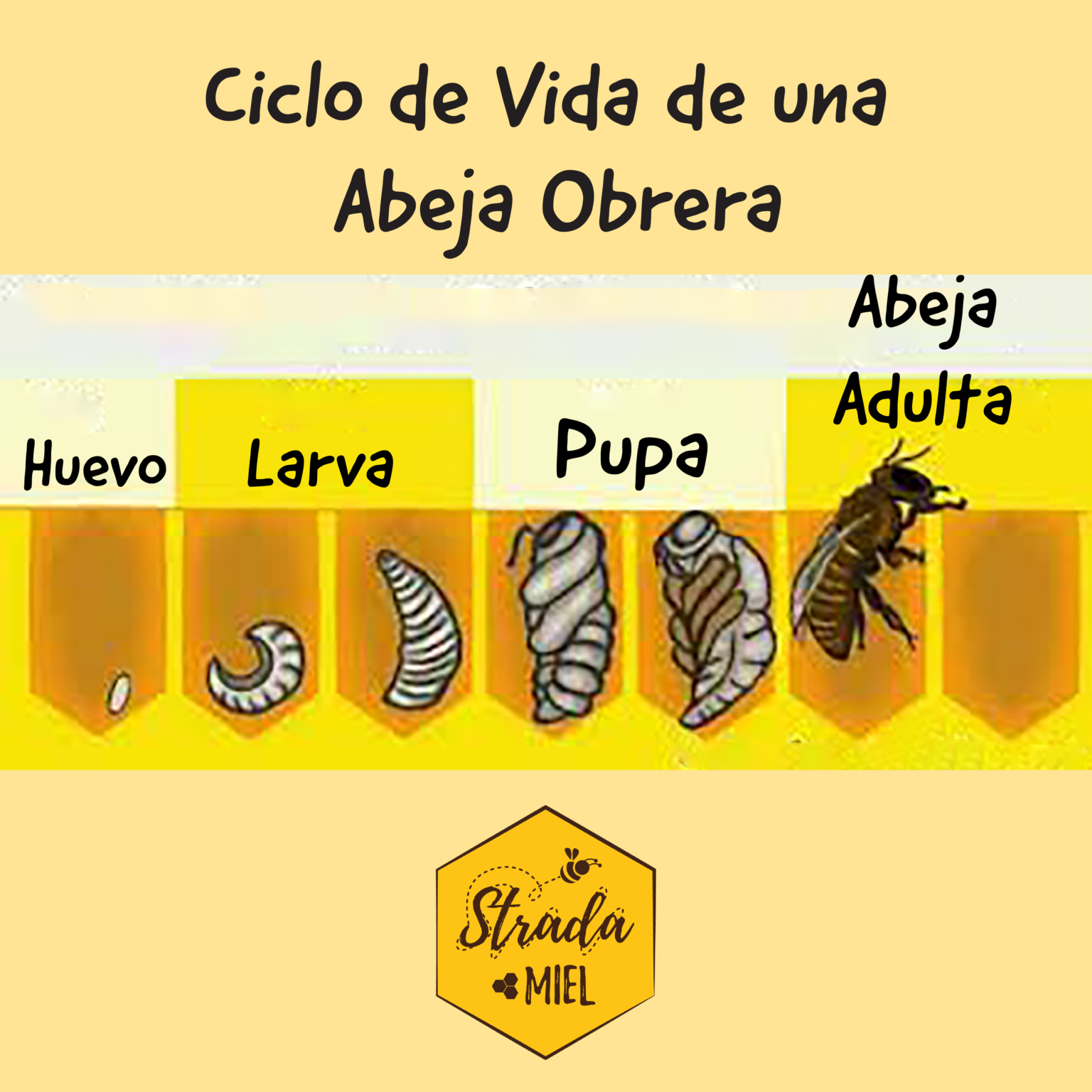 La Vida de una Abeja Obrera: Información sobre el Ciclo de Vida y el ...
